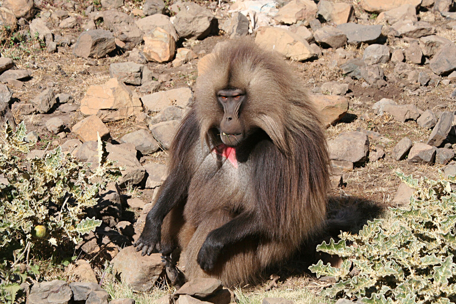 baviaan in Simiengebergte | theoluiten.com